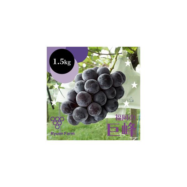 ■ 容量　巨峰（種あり）1.5kg　※画像はイメージです。　　【賞味期限】到着後は要冷蔵の上なるべくお早めにお召し上がりください。　■ 配送について　2026年8月上旬から8月下旬の間に発送予定　※先行予約になりますので発送期日をご確認の上...