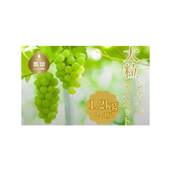 ■ 容量　シャインマスカット 2〜3房（約1.2kg）■ 配送について　【ご注意】　長期ご不在やお引越し等により謝礼品のお受け取りができなかった場合、　お品物の再送は致しかねます。予めご了承下さい。　謝礼品の配送先に変更が生じた場合、長期ご...