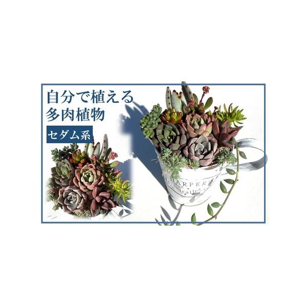 ■ 容量　・鉢　・多肉植物10種（ゼダム系の苗を含む10種：季節などにより苗の種類は異なります）　・鉢底ネット　・鉢底石　・土（寄せ植えに適したオリジナルブレンド）　・ピンセット■ 配送について　決済から14日前後でお届けします。　　タイプ...