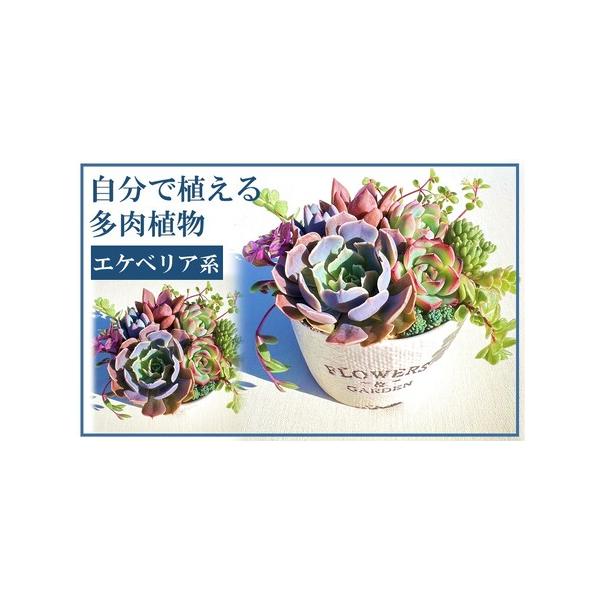 ■ 容量　多肉植物Bセット　〈内容〉　・鉢　・多肉植物10種（エケベリア系の苗を含む10種：季節などにより苗の種類は異なります）　・鉢底ネット　・鉢底石　・土（寄せ植えに適したオリジナルブレンド）　・ピンセット　■ 配送について　決済から1...