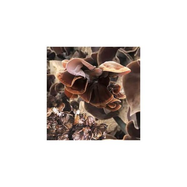 ■ 容量　乾し木耳50g×3袋　　＜生産地＞大分県中津市耶馬溪産　＜賞味期限＞商品ラベルに記載■ 配送について　ご寄附確認後、1ヶ月前後を目安に順次発送いたします。　※配送日は指定できません。　タイプ：【常温】