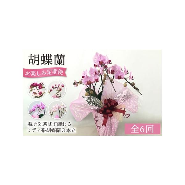 ■ 容量　＜2カ月に1度全6回配送＞　 ミディ胡蝶蘭3本立ち　 高さ：鉢底より約60cm■ 配送について　※北海道、沖縄、離島への配送不可　　※初回の配送は、申込み翌月の15日までに発送いたします。　なお2回目以降は初回お届けから約2ヶ月毎...