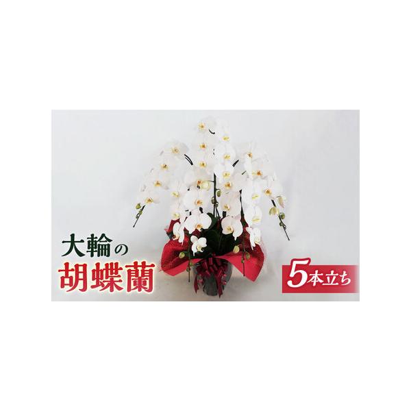 ■ 容量　胡蝶蘭5本立ち 　 50輪程度(つぼみ含む) 　 高さ：鉢底より約95cm■ 配送について　北海道、沖縄、離島への配送不可※生花のため、冬場（12月から3月）の間は東北・信越・北陸地域への配送不可