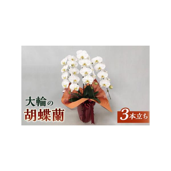 ■ 容量　胡蝶蘭3本立ち 　 30輪程度(つぼみ含む) 　 高さ：鉢底より約85cm■ 配送について　北海道、沖縄、離島への配送不可※生花のため、冬場（12月から3月）の間は東北・信越・北陸地域への配送不可