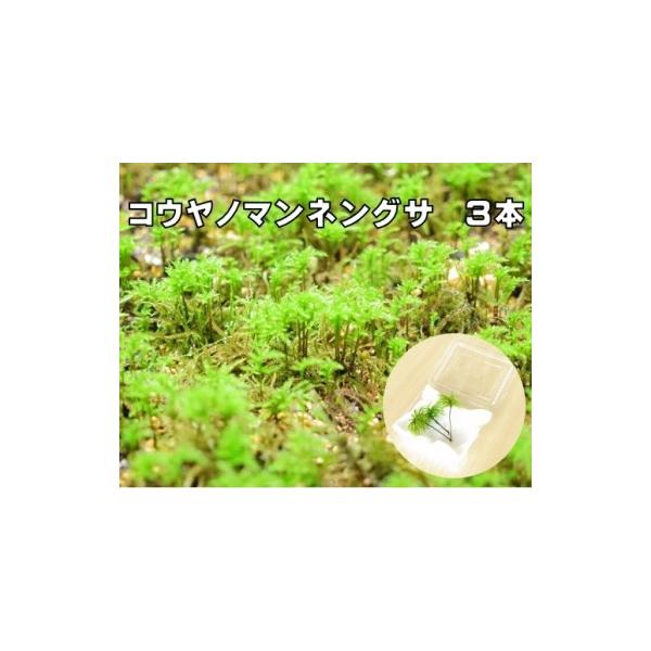 ■ 容量　コウヤノマンネングサ　３本■ 配送について　通年　※入金確認後、1か月以内に順次発送　　12月中旬以降の受付は、1月上旬より順次発送となる場合がございます。　　タイプ：【常温】