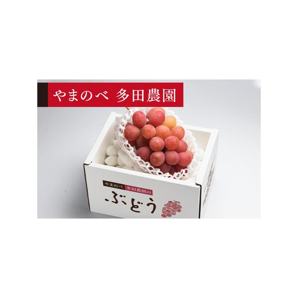 ■ 容量　1房（約530~700g）■ 配送について　2026年9月下旬~10月上旬頃に発送予定　※発送時期は、例年の発送時期を記載しております。天候や収穫状況により変更になる場合があります。　タイプ：【常温】