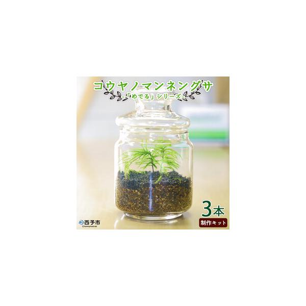 ■ 容量　・コウヤノマンネングサ3株　・苔がよく育つポップジャー1個　・ベースソイル1袋　・化粧砂（溶岩砂）　・作り方説明書　・苔テラリウムの育て方メモ　・農家が教える苔を上手に育てるマル秘メモ■ 配送について　通年　※入金確認後、1か月以...