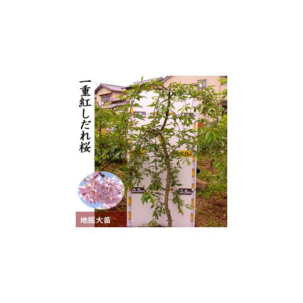 ■ 容量　サクラ(桜) 一重紅しだれ桜[地掘苗]　■ 配送について　2025年11月中旬〜2026年3月下旬頃（1・2月を除く）