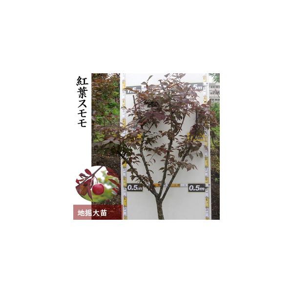 ■ 容量　スモモ(李 プラム)紅葉スモモ(ベニバスモモ)[地掘苗]　1苗■ 配送について　2025年11月中旬〜2026年3月下旬頃に順次発送予定（1・2月を除く）