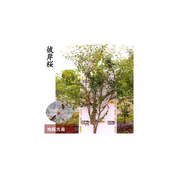 ■ 容量　サクラ(桜)彼岸桜(ヒガンザクラ)[地掘苗 2018年]　　■ 配送について　2025年11月中旬〜2026年3月下旬頃（1・2月を除く）