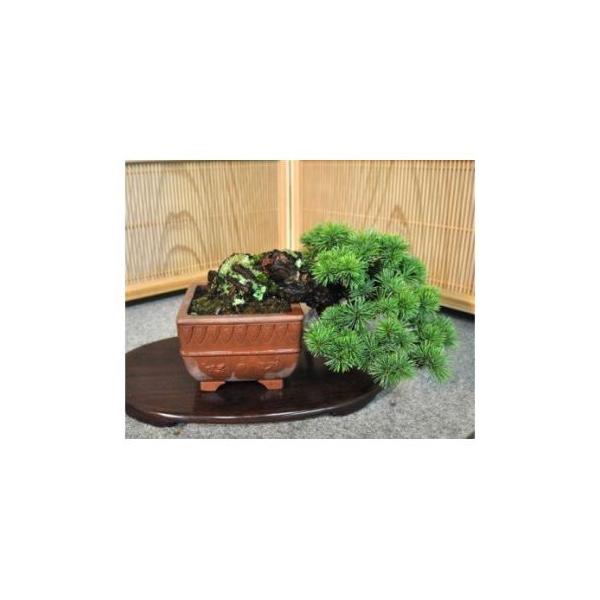 ■ 容量　樹齢15〜20年程度（樹高50cm〜60cm程度）　樹齢、樹高は参考数値となりますので実際のお礼の品とは異なる場合があります。　タイプ：【常温】