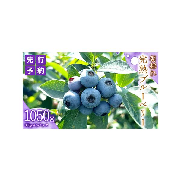 ■ 容量　1,050g（350g×3パック）■ 配送について　2026年6月上旬頃より発送開始　収穫後は入金確認後、2〜3週間程度で発送　最終発送：2026年8月中旬頃　※収穫状況により前後いたします。　タイプ：【冷蔵】
