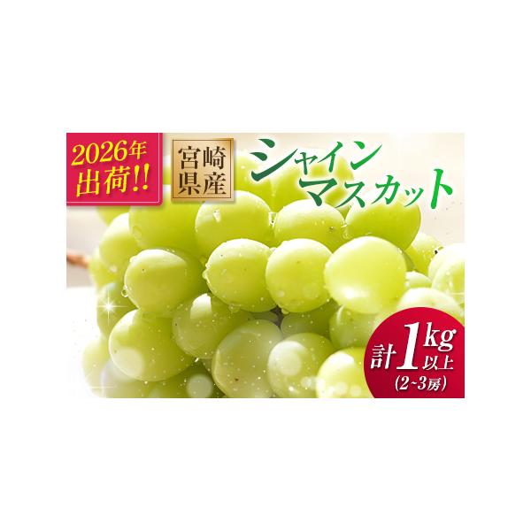 ■ 容量　シャインマスカット 1kg以上（2〜3房）■ 配送について　2026年9月上旬〜9月下旬　　※収穫状況によりお届けが前後する場合がございます。　※配送時の揺れ等により、脱粒している場合がございます。脱粒による返品、交換はできません...