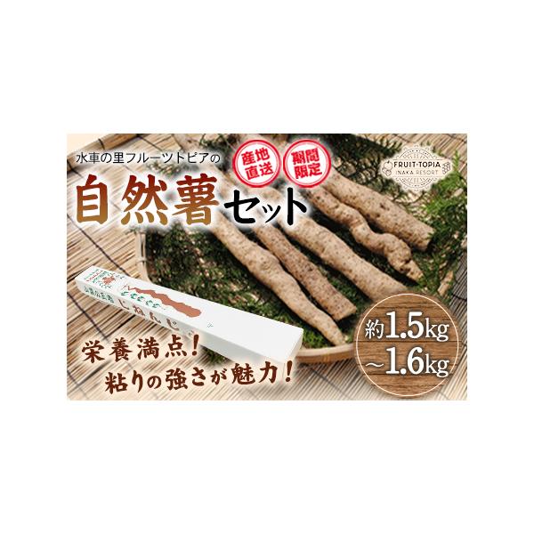 ■ 容量　自然薯 1.5〜1.6kg■ 配送について　11月中旬‐12月末頃出荷　タイプ：【常温】