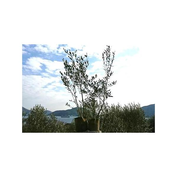 ■ 容量　高さ80cm前後のオリーブ苗木の2本セットです。　品種違いの苗木、各1本ずつとなります。　品種はこちらで選んだ物になります。■ 配送について　受注確認後、1か月以内で発送します。　タイプ：【常温】