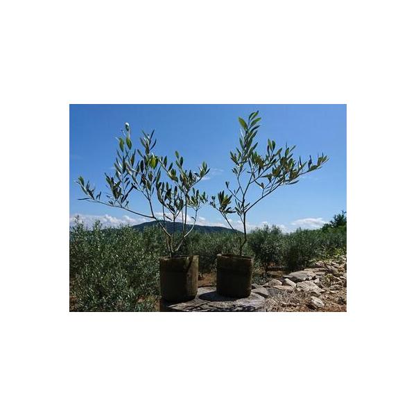 ■ 容量　高さ60cm前後のオリーブ苗木の2本セットです。　品種違いの苗木、各1本ずつとなります。　品種はこちらで選んだ物になります。■ 配送について　受注確認後、1か月以内で発送します。　タイプ：【常温】