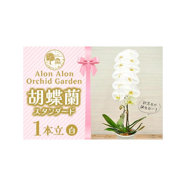 ■ 容量　胡蝶蘭（スタンダード）１本立　カラー：ホワイト■ 配送について　寄附納入確認後、１ヶ月以内に発送します。　　※年内の配送は12月15日までに寄附納入確認された場合のみ対応可能です。　オンライン決済以外のお支払い方法によっては、寄附...
