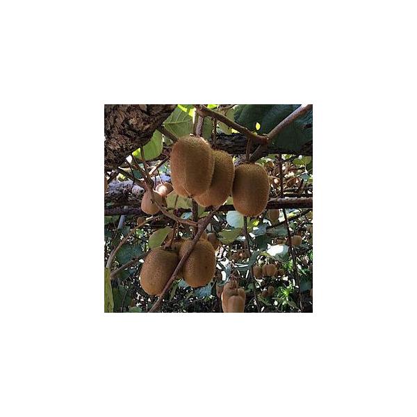 ■ 容量　約1.2kg　秀品　M〜4Lサイズ混合[×1箱]　【消費期限】　発送日から7日　【アレルギー】　キウイフルーツ　キウイフルーツ　※ 表示内容に関しては各事業者の指定に基づき掲載しており、一切の内容を保証するものではございません。　...