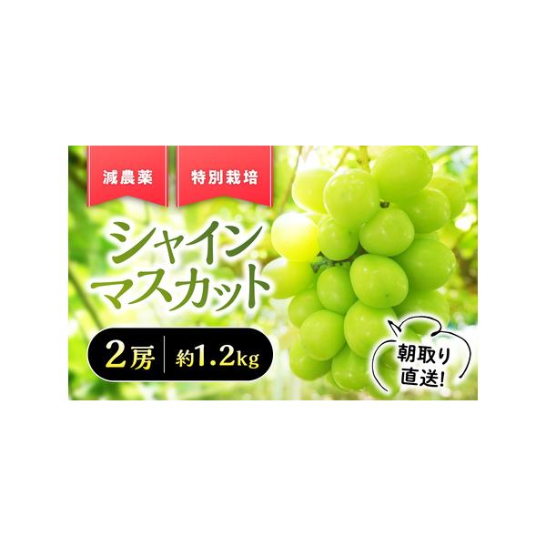 ■ 容量　シャインマスカット約1.2kg　※写真はイメージです。■ 配送について　2024年8月下旬から9月下旬にかけて順次発送予定　※天候により発送時期が前後しますのでご了承願います。　　※沖縄・離島・一部遠隔地へのお届けは出来ません。　...