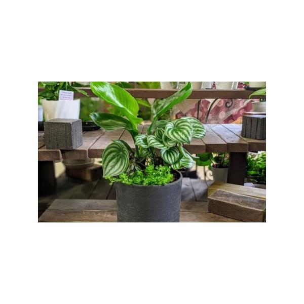 ■ 容量　観葉植物の寄せ植え1鉢　陶器鉢または樹脂製プランター　受皿1枚　■ 配送について　毎年4月?9月　　タイプ：【常温】