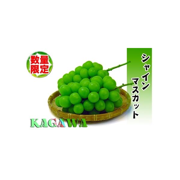 ■ 容量　シャインマスカット約1kg〜　【特秀品】約2房〜3房　【賞味期限】　商品到着より約1週間　【発送期日】2026年8月下旬よりお届け開始予定（8月下旬〜10月下旬予定）【配送不可地域：北海道・沖縄県・離島】■ 配送について　2026...