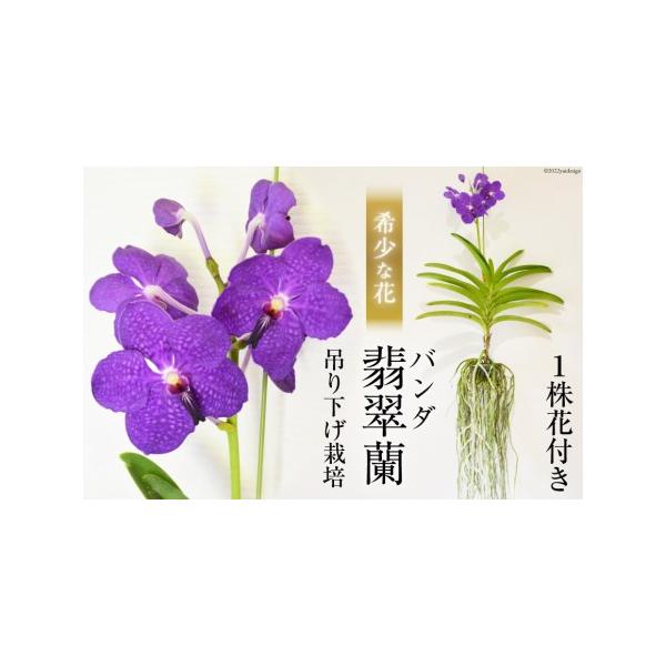 ■ 容量　■内容量　花付き　1株　　■原材料　翡翠蘭■ 配送について　決済から30日前後で発送　※寄附申込がお盆・連休前後の場合や寄附申込が集中した場合は、お届けまでお待たせすることがございます。　タイプ：【常温】