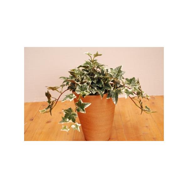 ■ 容量　アイビー（造花）　　H40ｃｍ　W60ｃｍ　タイプ：【常温】