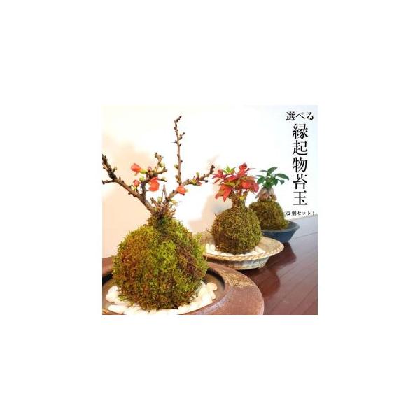 ■ 容量　◎3種類の中からお選びいただいた2つをお届けします。※お皿は付属していません。　・お多福南天：高さ約15〜20センチ　幅約15〜20センチ　苔玉直径約10cm　・長寿梅：高さ約15〜20センチ　幅約10〜15センチ　苔玉直径約10...