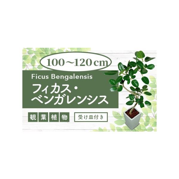 ■ 容量　フィカス・ベンガレンシス曲がり：1点　高さ(鉢底から):100cm〜120cm前後　生育地：鹿児島県指宿市　　【鉢サイズ】　高さ：31cm　鉢上部の直径：22cm■ 配送について　■受付期間：通年申込を受け付けております。　　■発...