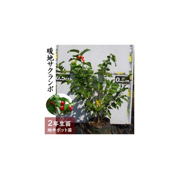 ■ 容量　暖地さくらんぼ [地中ポット苗 2024年]1苗■ 配送について　2025年12月上旬〜2026年5月下旬頃