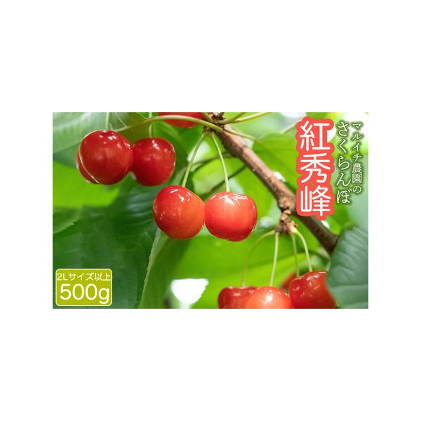 ■ 容量　さくらんぼ　紅秀峰  500g（2Lサイズ以上）　　【提供事業者】マルイチ農園（渡部賢一）　【産年】令和8年産　【産地名】鶴岡市西片屋　　【賞味(消費)期限】冷蔵で3日間　※生ものですので、なるべく新鮮な内にお召し上がり下さい。■...