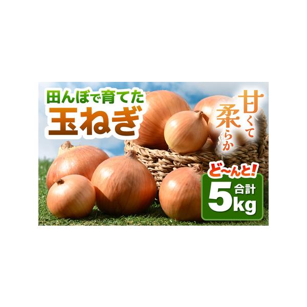 ■ 容量　■内容　約5kg（無選別：S・M・L ミックス）　入数目安：約20玉前後　　■産地　福井県あわら市　　■賞味期限　出荷後30日　※冷暗所で風通しの良いところで保管■ 配送について　■申込期日　2026年7月31日まで　　■発送期日...