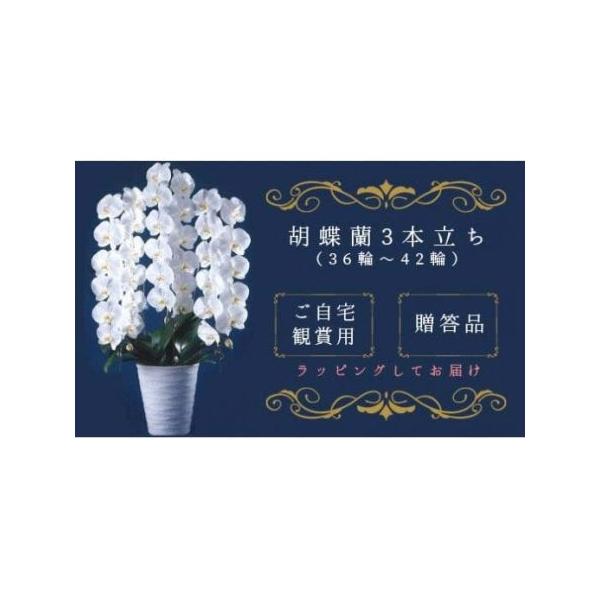 ■ 容量　胡蝶蘭　3本立ち（36輪〜42輪）■ 配送について　決済から30日前後　タイプ：【常温】