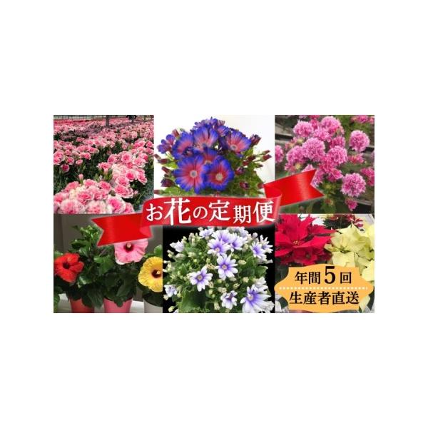 ■ 容量　お花の定期便（年間5回）　1月：サイネリア　ティアシリーズ　3鉢（5号）・かご入り　3月：サイネリア　天使のエール　2鉢（5号）・かご入り　4月：カーネーション　赤・ピンク・他　3鉢（5号）・かご入り　6月：ハイビスカス　赤・黄色...