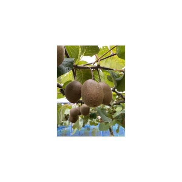 ■ 容量　※上記に記載■ 配送について　2026/10/20〜2026/11/20　タイプ：【常温】