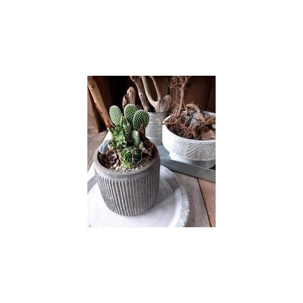 ■ 容量　多肉＆サボテンアレンジ１つ　サイズΦ13cm×12.5cm　鉢穴あり■ 配送について　ご注文後、1ヵ月をめどに発送（※8月中は不可）　タイプ：【常温】