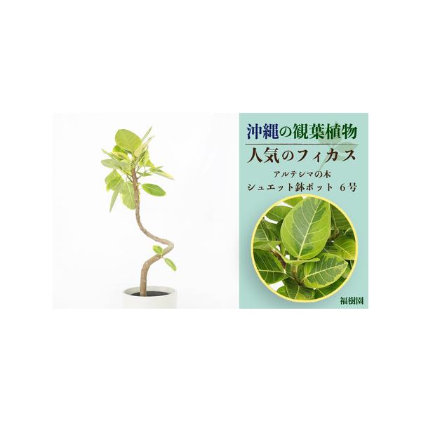 ■ 容量　6号シュエット鉢ポット（樹脂製、鉢皿なし）　重量：約7kg　鉢底からの植物高：約80cm　鉢サイズ：φ22cm/高さ23cm　■ 配送について　決済確認から120日程度で発送　※返礼品の発送に付きましては、植物の仕上がり具合、発着...