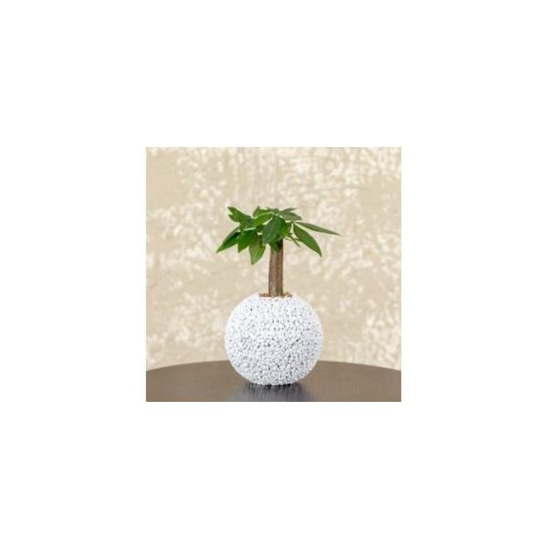 ■ 容量　白（シラス）パキラ　　器(シラス)直径120mm　植物(パキラ)高さ 約140mm　受皿(プラスチック製)120mm×120mm　（加工地）熊本県天草市■ 配送について　ご寄附の入金を確認後、原則として30日以内に発送します。　た...