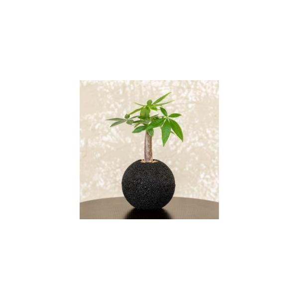 ■ 容量　黒（竹炭）パキラ　　器(竹炭)直径120mm　植物(パキラ)高さ 約140mm　受皿(プラスチック製)120mm×120mm　（加工地）熊本県天草市■ 配送について　ご寄附の入金を確認後、原則として30日以内に発送します。　ただし...