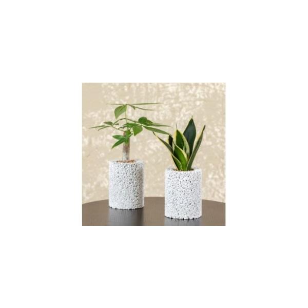 ■ 容量　白パキラ・白サンスベリア・ハニーセット　器(シラス )直径70mm×高さ105mm　植物(パキラ・サンスベリアハニー)高さ 約120mm　受皿(プラスチック製)120mm×120mm■ 配送について　ご寄附の入金を確認後、原則とし...