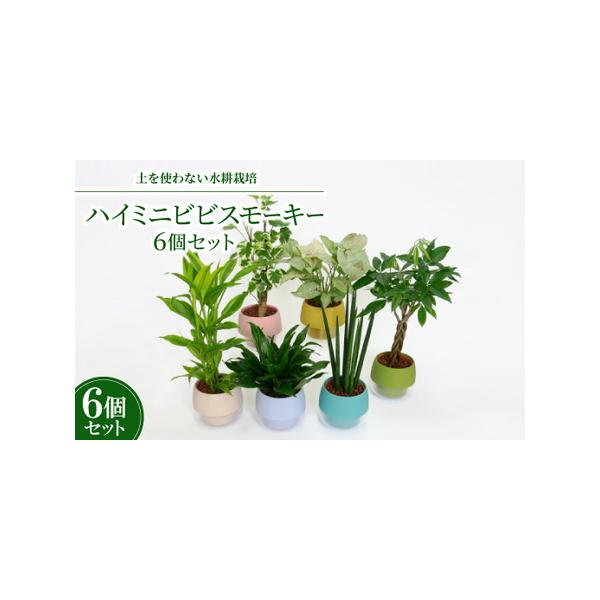 ■ 容量　※上記に記載■ 配送について　2026年1月より順次発送　タイプ：【常温】