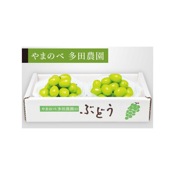 ■ 容量　シャインマスカット ダイヤパック詰 250g×2パック■ 配送について　2026年9月中旬頃~10月上旬頃に順次発送　※発送時期は、例年の発送時期を記載しております。天候や収穫状況により変更になる場合があります。　タイプ：【常温】