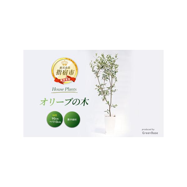■ 容量　オリーブの木：1点　高さ(鉢底から)：90cm〜110cm　生育地:鹿児島県指宿市　　【鉢サイズ】　高さ：30cm　鉢上部の直径：18.5cm　プラスチック四角鉢(受け皿付き)■ 配送について　■受付期日：通年申込を受け付けており...