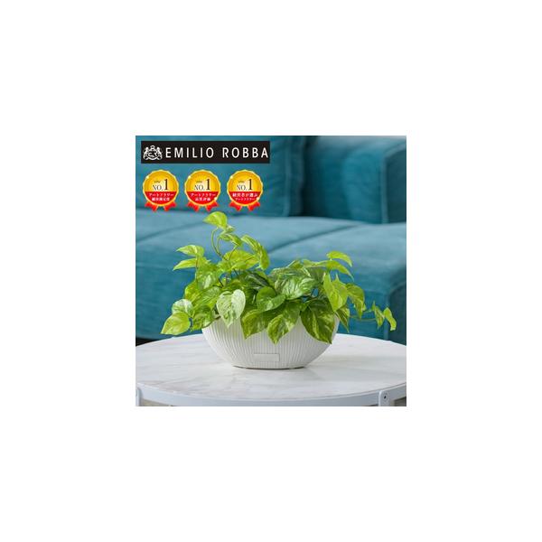 ■ 容量　ポトスL TTTTA05120　1つ：横幅 40cm× 奥行 20cm× 高さ 28cm (※多少の誤差はございます)　　タイプ：【常温】