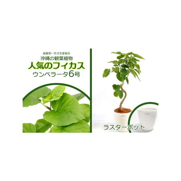 ■ 容量　6号ラスターポット(樹脂製鉢カバー、鉢皿なし)鉢底からの植物高：約80cm重量：約4kg鉢サイズ：φ22.5cm　高さ25cm■ 配送について　植物の仕上り具合により１カ月〜４カ月程度でのお届けとなることもございます。予めご了承く...