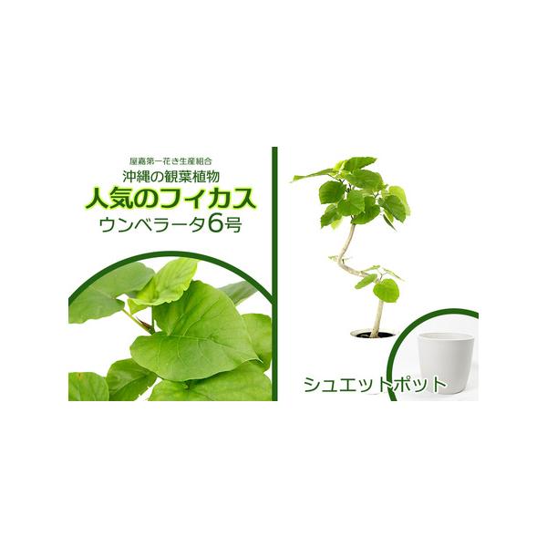 ■ 容量　6号シュエット鉢ポット(樹脂製鉢カバー、鉢皿なし)鉢底からの植物高：約80cm重量：約7kg鉢サイズ：φ22.5cm　高さ23cm■ 配送について　植物の仕上り具合により１カ月〜４カ月程度でのお届けとなることもございます。予めご了...