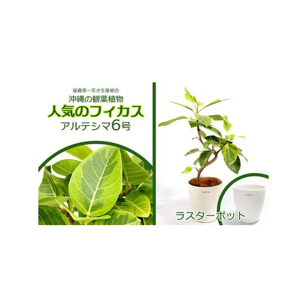 ■ 容量　6号ラスターポット(樹脂製鉢カバー、鉢皿なし)鉢底からの植物高：約80cm重量：約4kg鉢サイズ：φ22.5cm　高さ25cm■ 配送について　植物の仕上り具合により１カ月〜４カ月程度でのお届けとなることもございます。予めご了承く...