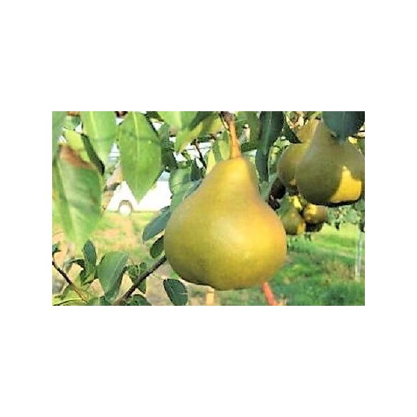 ■ 容量　オーロラ　５ｋｇ　１２〜１６玉　特秀品　※玉数の指定はできません。　※天候により出荷時期や規格（数、サイズ、品種等）を変更する場合がございます。■ 配送について　２０２６年８月下旬〜９月上旬迄　※ご不在日が多く配達が困難な場合、お...