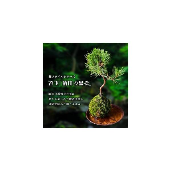 ■ 容量　苔玉「酒田の黒松」　メンテナンスカード付き　サイズ：高さ約15cm×幅約12cm　※植物のためサイズや形など画像と異なる場合があります。■ 配送について　決済から1ヶ月程度で発送　　タイプ：【常温】