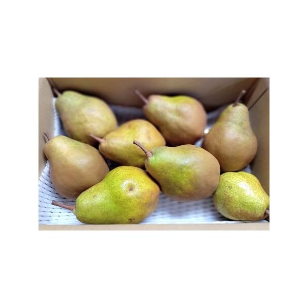 ■ 容量　シルバーベル　３.５ｋｇ　４〜１２玉　１０Ｌ〜３Ｌ　サイズ混合　ご家庭用　※大きさや形の不揃い、多少の色ムラ・擦り傷・凹みがあるため、ご家庭用としてお召し上がりください。　※玉数・サイズの指定はできません。　※天候により出荷時期や...